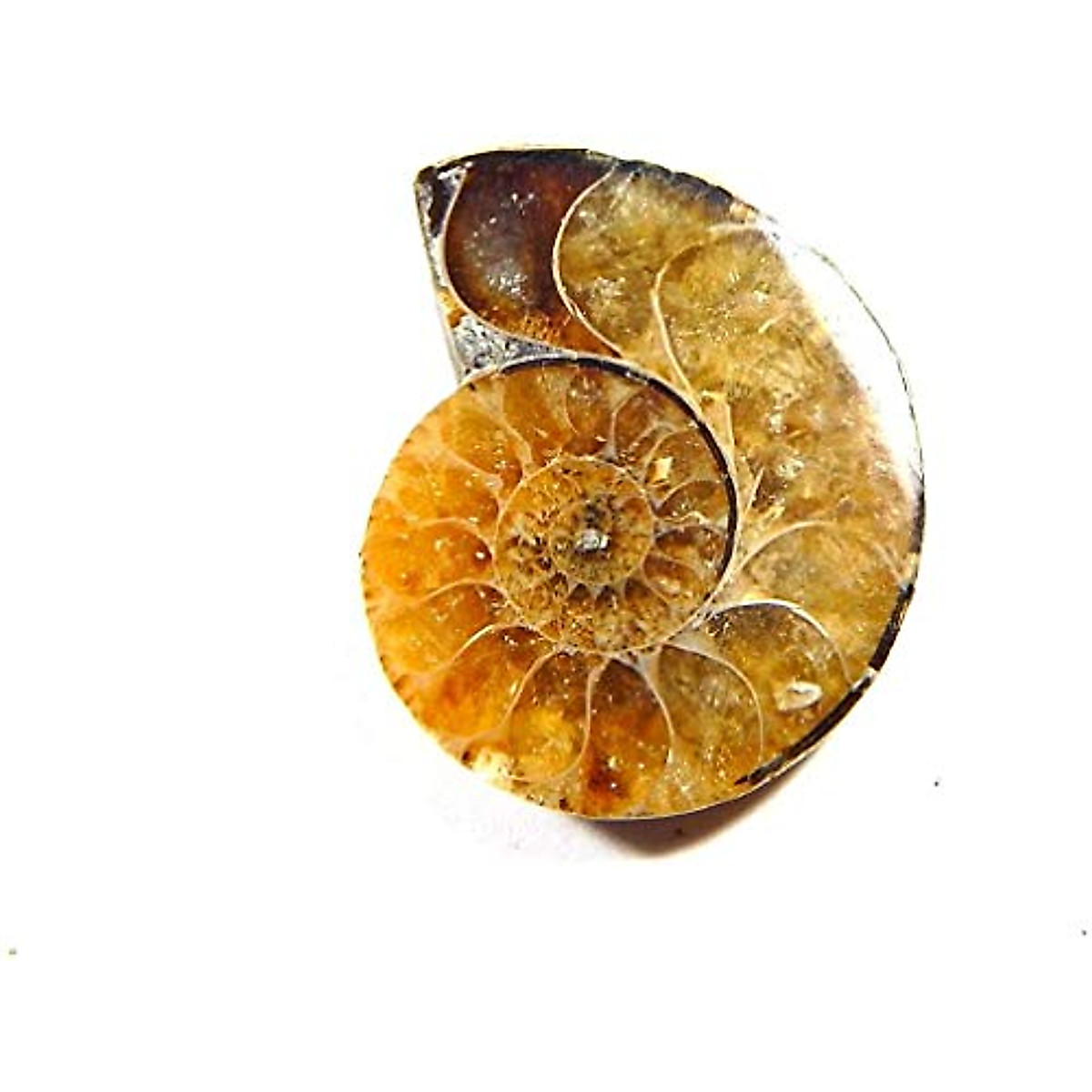 phoenix888 XUETZALCOATL Golden Nahushah Sudarshan Shaligram 1.5cm - 2.5cm from Kali Gandaki 1 pcs