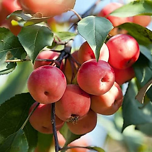 Sargent Crabapple Tree Live Plant 10-16" Tall DORMANT - Crab Apple Fruit - No Ship to CA, HI