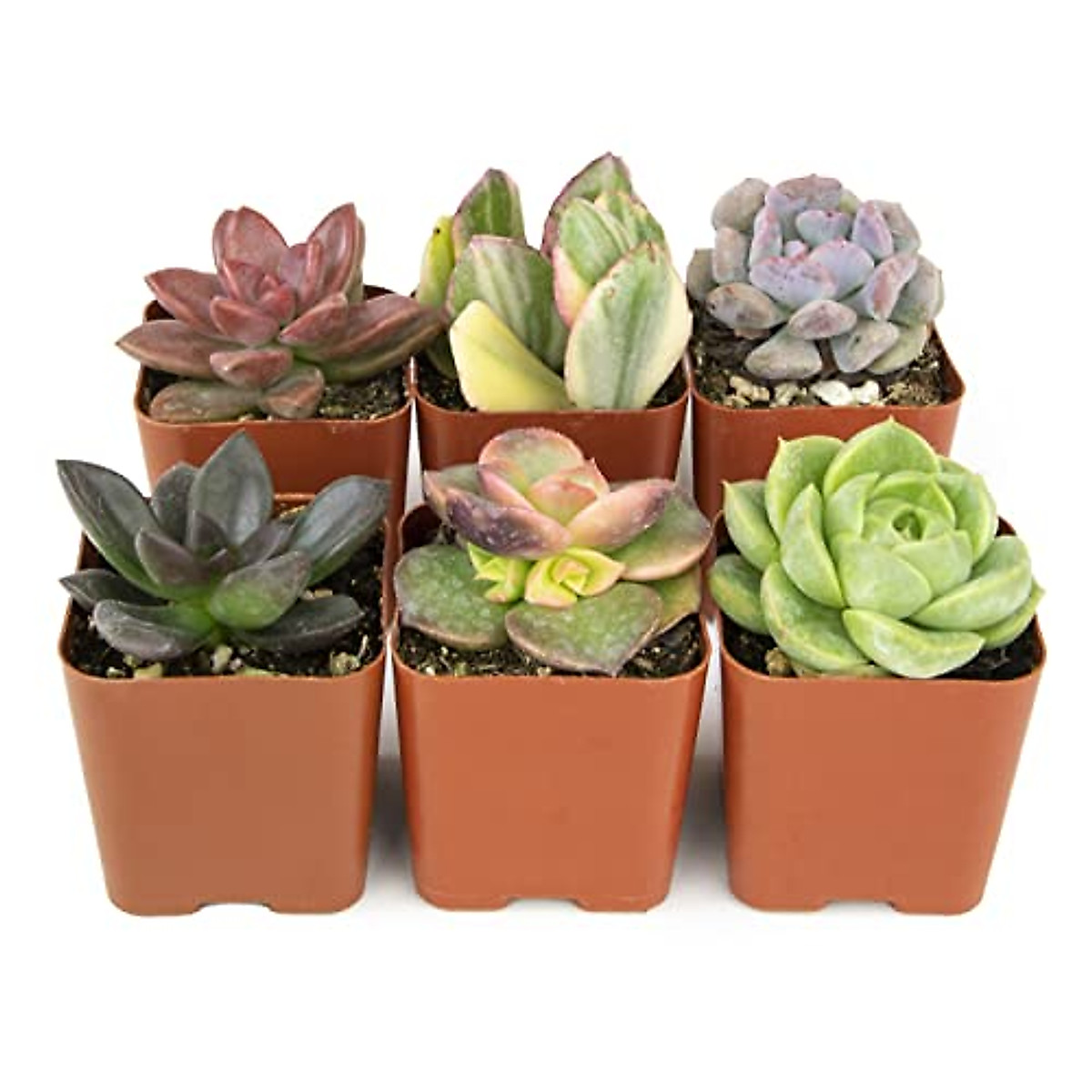 Succulents Plants Live (6PK) Potted Succulent Plants Live House Plants, Cactus Plants Live Plants Indoor Plants Live Houseplants, Indoor Plant Succulents Live Plant House Plant by Plants for Pets