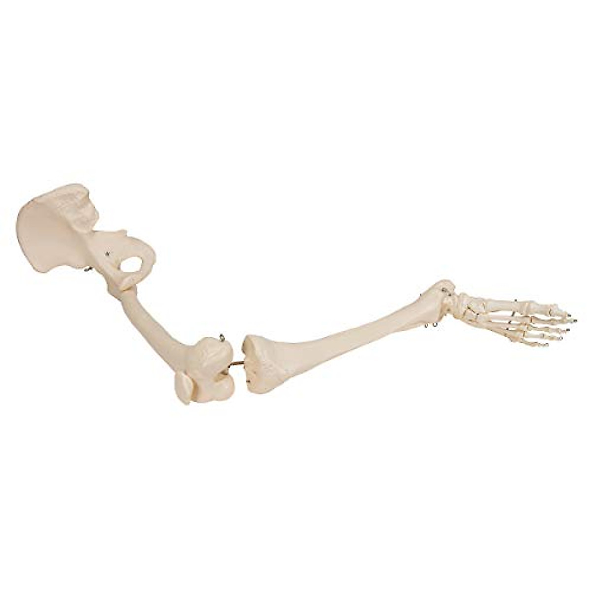 3B Scientific A36 Leg Skeleton w/Hip Bone - 3B Smart Anatomy