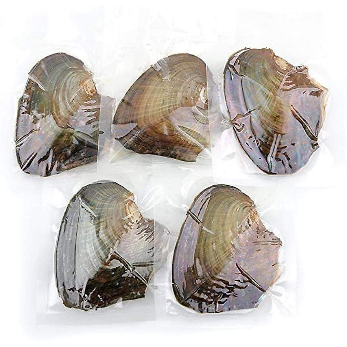 7-8mm Pearl Oyster Cultured Love Wish Round Pearls Oysters with Pearls Inside Mixed Color 5Oyster/lot +1 Necklace(Box Package)