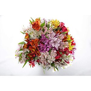 BloomsyBox: 24 Multicolored Alstroemeria Bouquet Flowers, Two Dozen, Long Lasting & Hand-Tied, Farm Fresh Cut Flowers Bouquet, birthday flowers,anniversary Flowers | No Vase