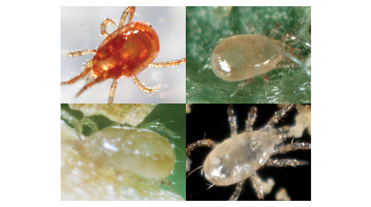 25,000 Predatory Mite Blend for Pest Control | Nature's Good Guys