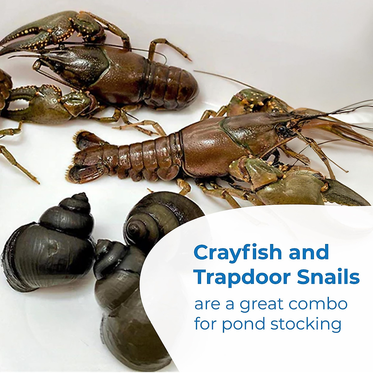 Toledo Goldfish Live Crayfish and Trapdoor Snail Combo, Live Ornamental Species Perfect for Ponds, Tanks or Aquariums - 5 of Each, 10 Total Count