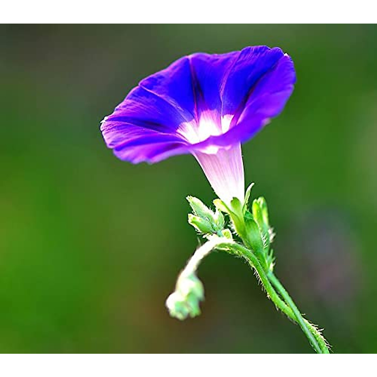 200+ Morning Glory Seeds for Planting, Mixed Color Ipomoea Nil Seeds Heirloom Vine, High Germination Rate Open Pollinated Seeds Wonderful Gardening Gifts