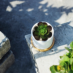 HECATY 5 Pcs Faux Succulents Set,Realistic Large Fake Succulents,Artificial Hanging Ornaments Fleshed Plant Textured for Home Garden Wedding Party Decoration (green)