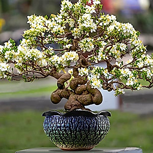 FFPOPU Bonsai Pots, Large Rough Pottery Succulent Planter with Drainage Hole, Purely Handmade Large Ceramic Bonsai Tree Pot,Green Bonsai Planter for Bonsai Lovers