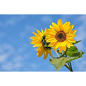 Set of 50 Flower Seed Packets! Flower Seeds in Bulk, 15 or More Varieties Available!