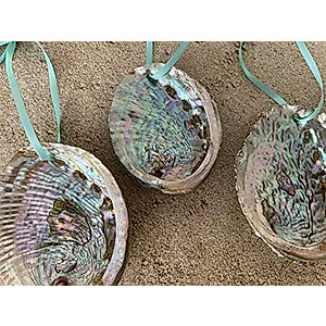 Tropical Small Abalone Seashell Christmas Tree Ornaments, Set of 3, Nautical and Beach Holiday Decor