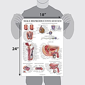 Palace Learning Laminated Male Reproductive System Anatomical Chart - Male Anatomy Poster - 18" x 24"