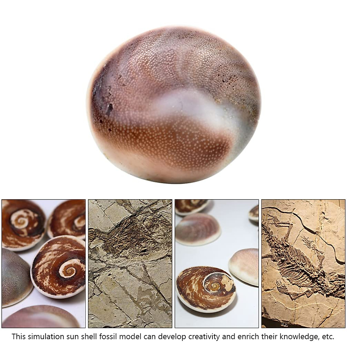 Scicalife 100g Sun Shell Fossil Stone Paleontology Fossil Stones Specimen Ornaments for Basic Paleontology Biological Science Education