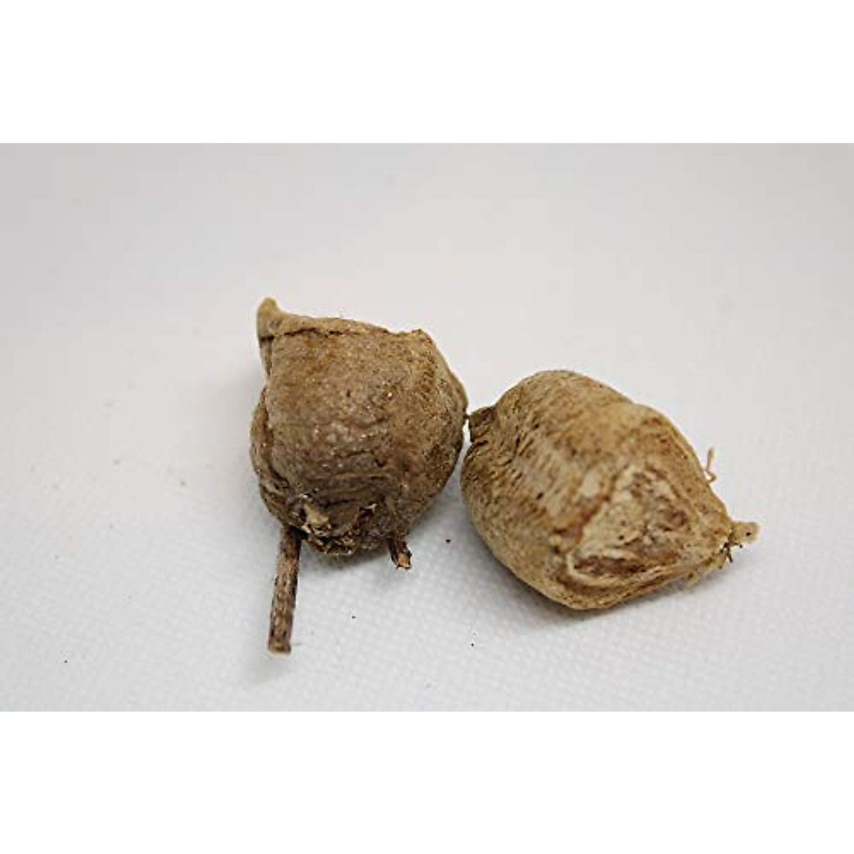 Two Extra Large Praying Mantis Ootheca Egg Cases + Clear Hatching Incubator Kit