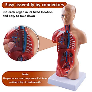breesky 10.5inch Medical Torso Human Body Model Anatomy Doll 15 Removable Parts Education Organs Model for Teaching Study Class Students (Red)
