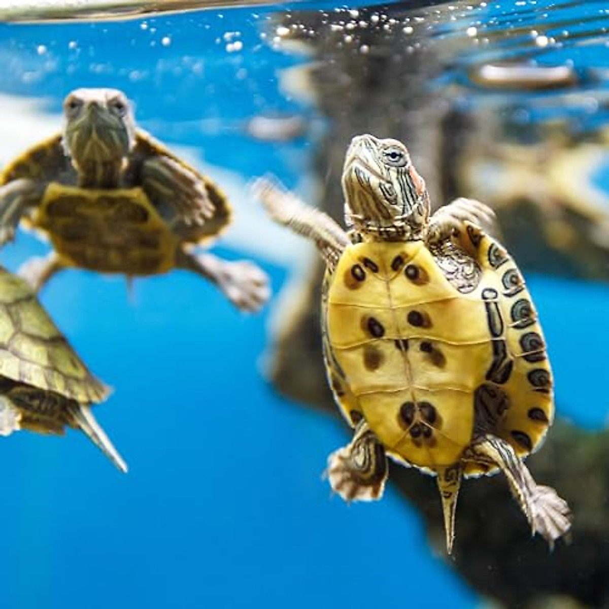 Tetra ReptoMin Floating Food Sticks, Food for Aquatic Turtles, Newts and Frogs, 2.65 lbs