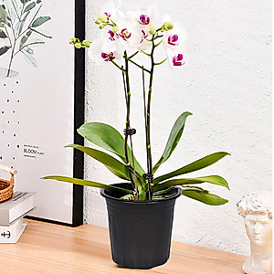 DI QIU REN 50-Pack 1 Gallon Flexible Plant Nursery Pots, Plastic Plant Garden Pots with Drainage Holes, Plastic Flower Plant Seedling Pots with 100Pcs Plant Labels for Plants, Cuttings, Transplanting