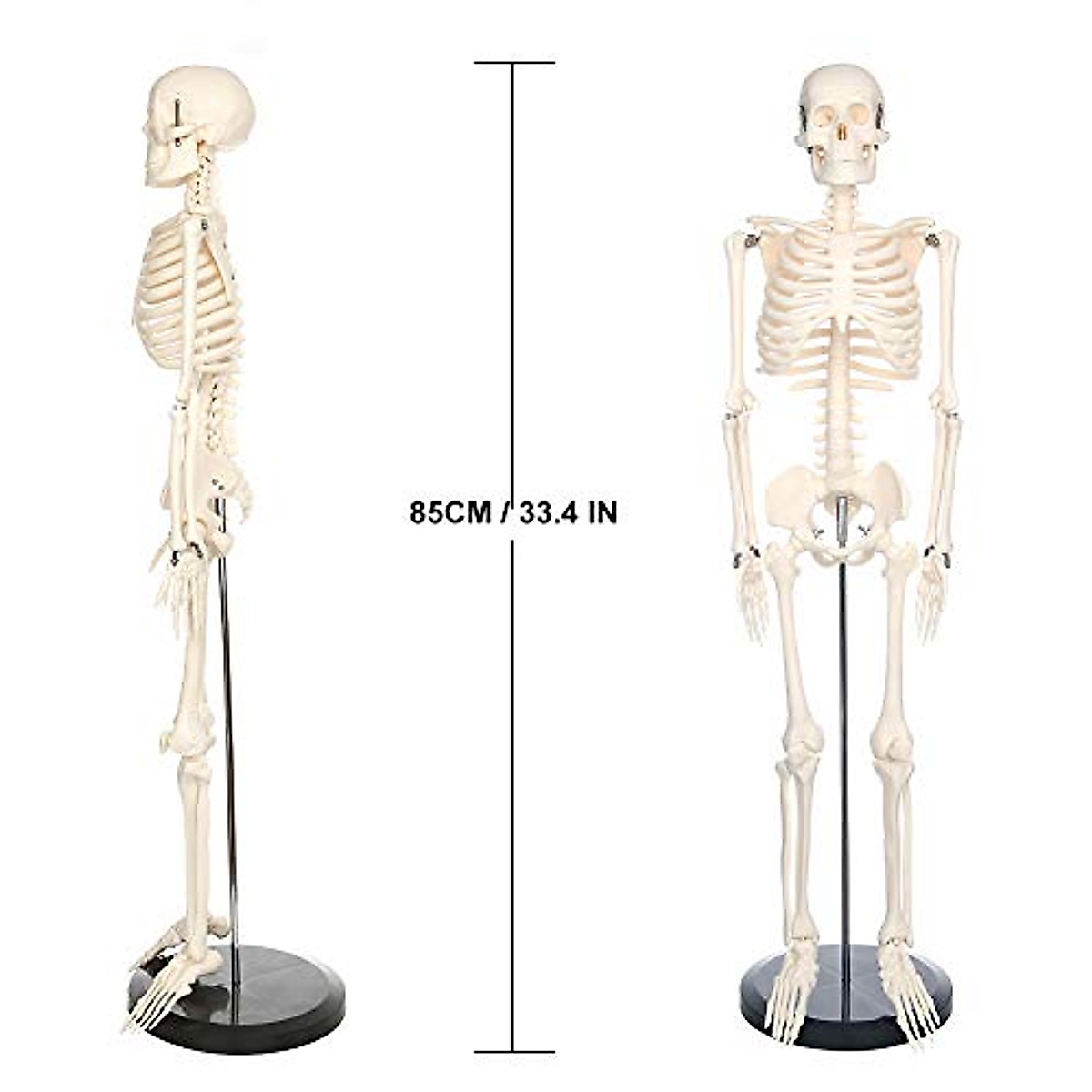 Human Skeleton Model for Anatomy Mini Human Skeleton Model with Metal Stand - 33.4 Inches Tall with Removable Arms and Legs Scientific Study Painted and Numbered Muscle Insertion and Origin Points