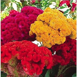 SD1244 Mix Cockscomb Seeds, Celosia Cristata Seeds, Non-Genetically Modified Seeds (100 Seeds)
