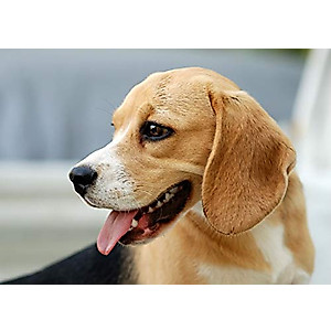 PET SUPPLEMENTS Dog Bad Breath Products - PROBIOTICS for Dogs - Healthy Gut - Stop Gas Diarrhea and Bad Breath - Digestive Boost - Dog probiotics chewable Buddy - 1 Bottle (60 Treats)