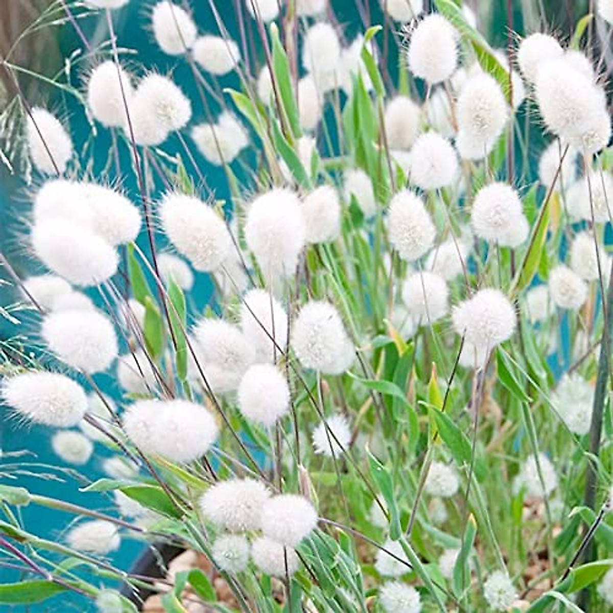 QAUZUY GARDEN 100 Bunny Tails Grass (Hares Tail) Seeds Ornamental Lagurus Ovatus Grass Hardy Drought-Tolerant Easy to Grow Low-Maintenance Great for Pot/Garden