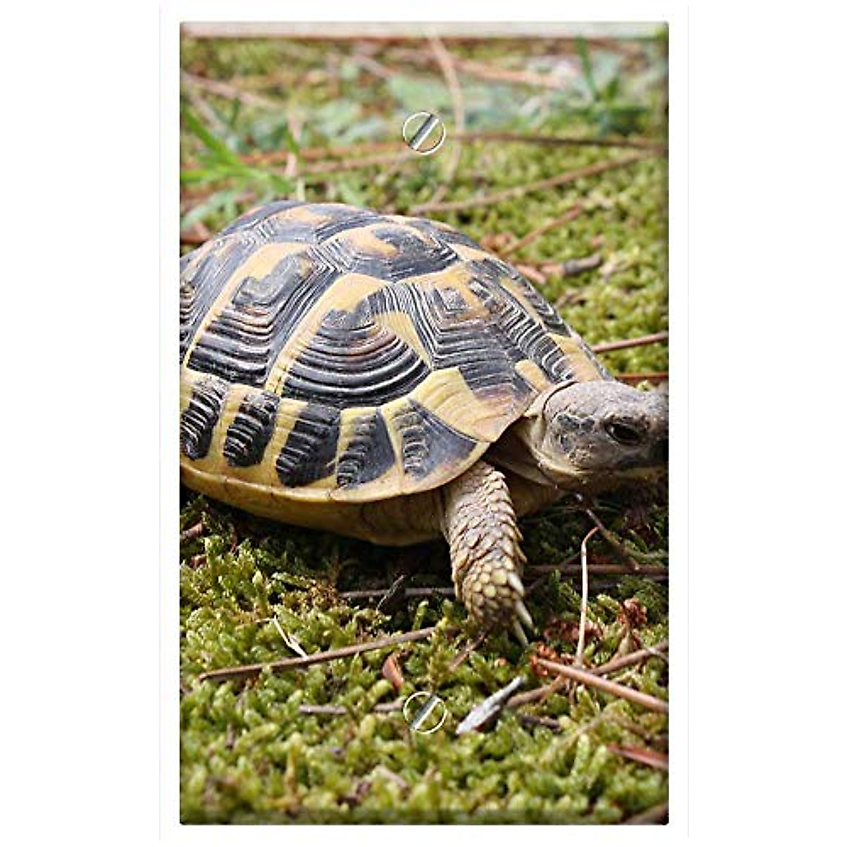 Single-Gang Blank Wall Plate Cover - Turtle Nature Animal Carapace Little Turtle