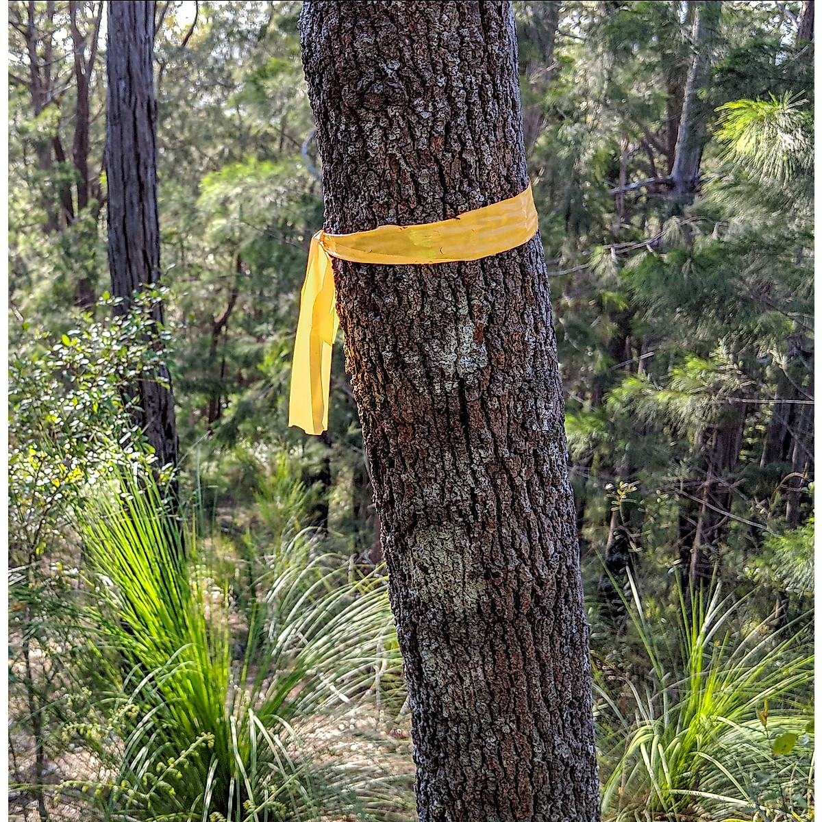 Brady 58353 Fluorescent Green Flagging Tape for Boundaries and Hazardous Areas - Non-Adhesive Tape, 1.188" Width, 150' Length (Pack of 1)