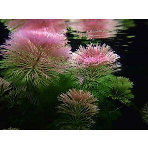 Cabomba Purple Freshwater Live Aquarium Plant - Buy 2 Get 1