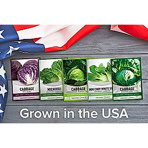 Cabbage Seeds for Planting 5 Individual Packets Bok Choy, Michihili (Napa) Chinese Cabbage, Red, Golden Acre and Copenhagen Market Early for Your Non GMO Heirloom Vegetable Garden by Gardeners Basics
