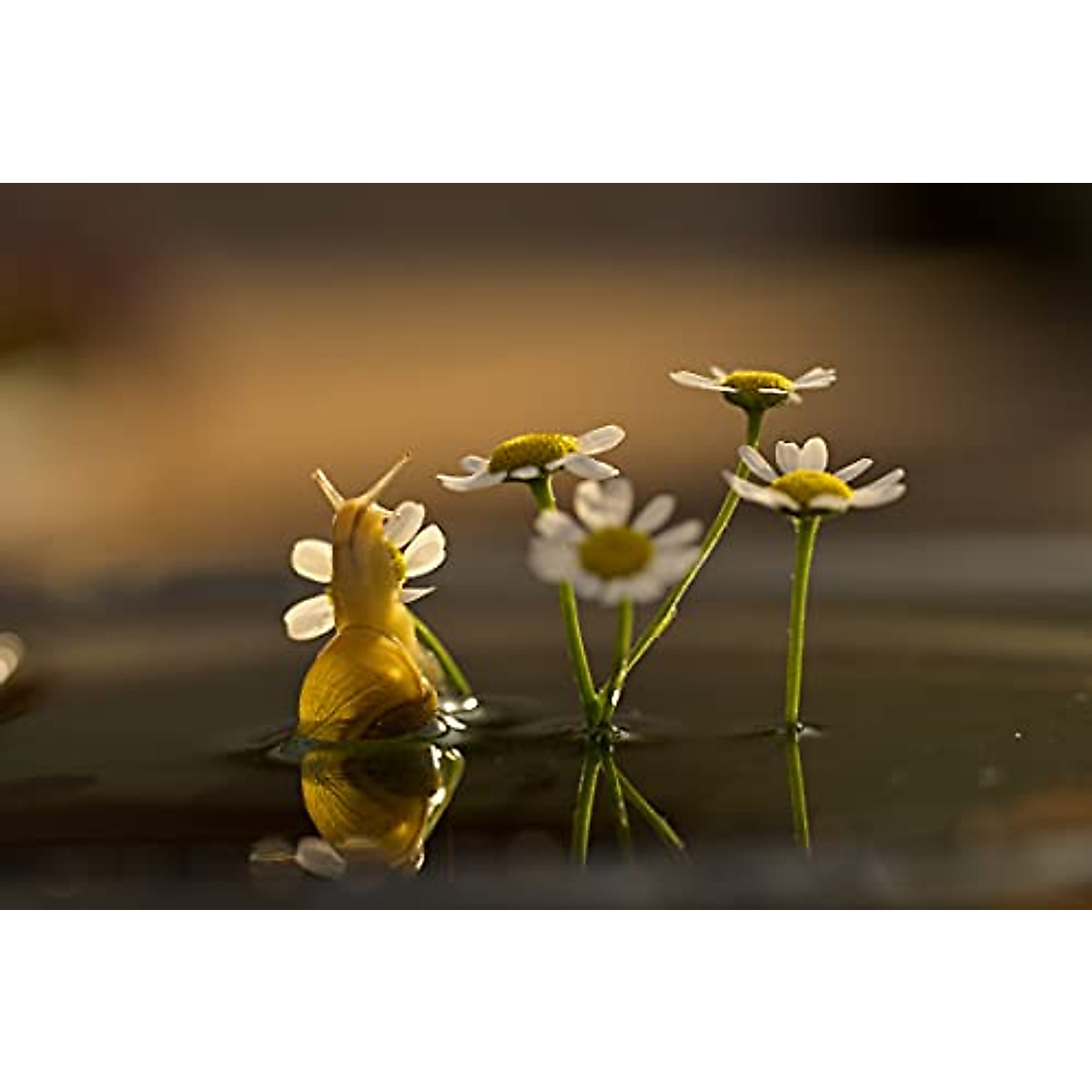 Nikon NIKKOR Z MC 105mm f/2.8 VR S