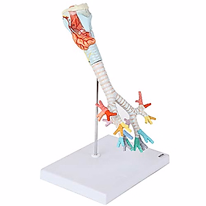 Axis Scientific Larynx, Trachea, and Bronchi Model