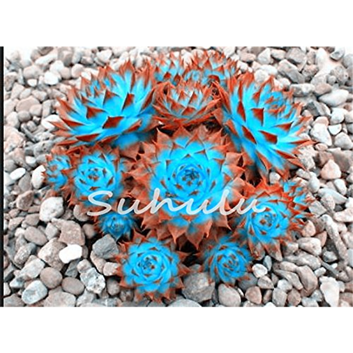 200 Pcs Sale!Hens And Chicks Succulent Mix Seeds (Sempervivum Hybridum) Bonsai Plant Flower Seeds For Home Garden 16