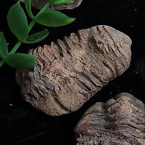 Acxico 1Pcs Flexicalymene Moroccan Trilobites Fossil 4-5.5cm- Morocco