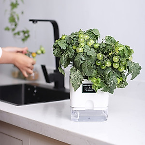 FAMZ Self Watering Planters 4 Pack，Plant Pots for Indoor，Automatic Moisturizing，Transparent Square Flower Pot for Indoor and Outdoor Plants，Succulents，Violets，Ivy