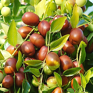 Ziziphus Mauritiana Seeds Indian Jujube Perennial Drought Tolerant Attracts Pollinators Evergreen Garden Outdoor 8Pcs Tree Seeds by YEGAOL Garden
