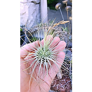 The Drunken Gnome AIR Plants – FUCSHII – 5 Pack - air Purifying Flowering Tillandsia for Terrarium, Fairy Garden Starter kit, Home Office, Indoor Outdoor, Corporate Gift (5 Pack)