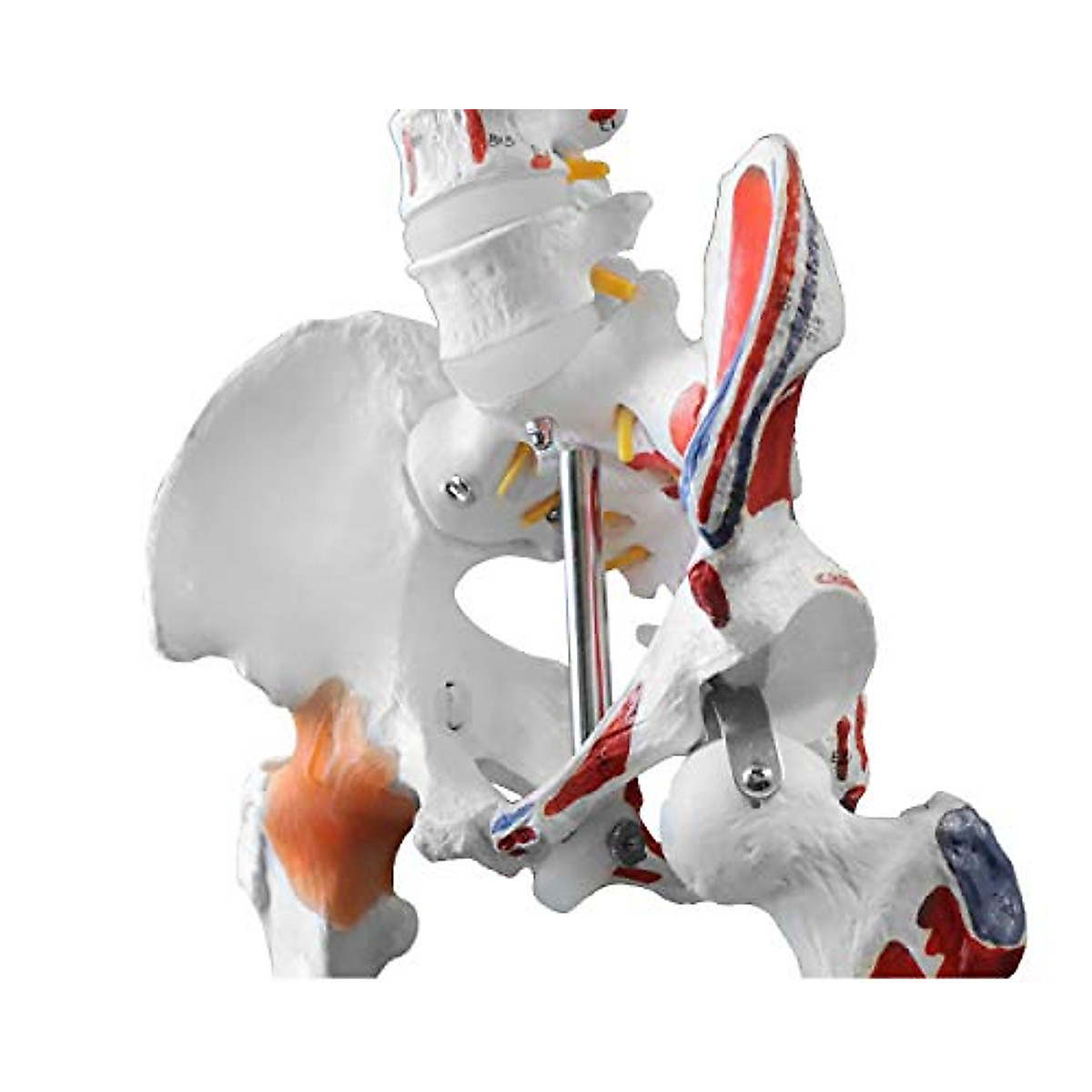Vision Scientific VAS215-DC Medical Grade, Full Size Skeleton W Hand Painted Muscles & Ligaments | Thick Zip Dust Cover | Skeleton Wired for Natural Movement | Mounted on Roller Stand W Manual