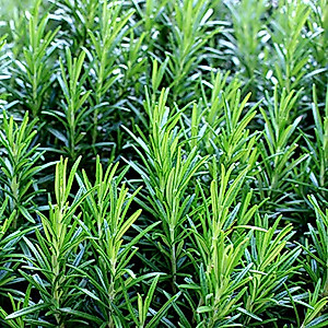 Outsidepride Perennial Rosemary Ground Cover & Herb Garden Plant for Hot, Dry Conditions - 1000 Seeds