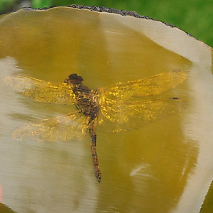 Amber,Artificial Amber Specimen Pendant Butterfly Scorpions Insects Amber Stone Ornament for Collection(Dragonfly)