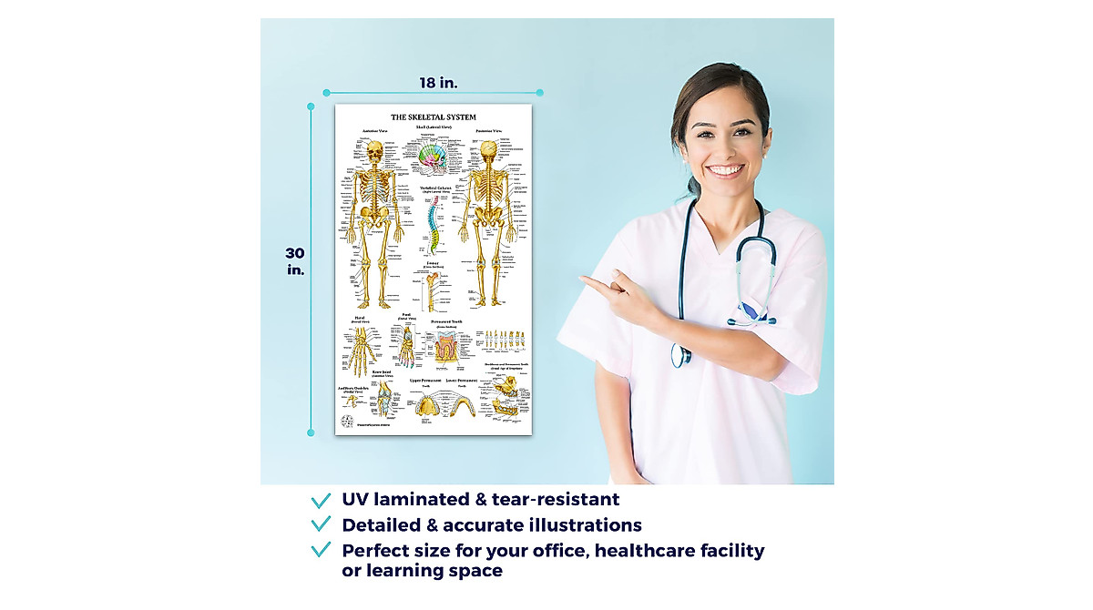 11 Human Anatomy Posters - Perfect for Medical Study