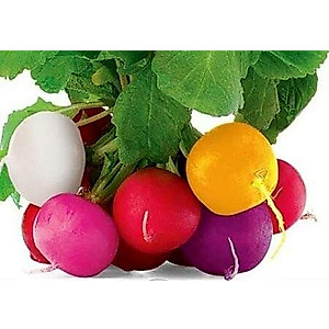 Colorful Radish Seed Mix Easy to Grow Vegetable Garden Seeds for Planting 100 Seeds