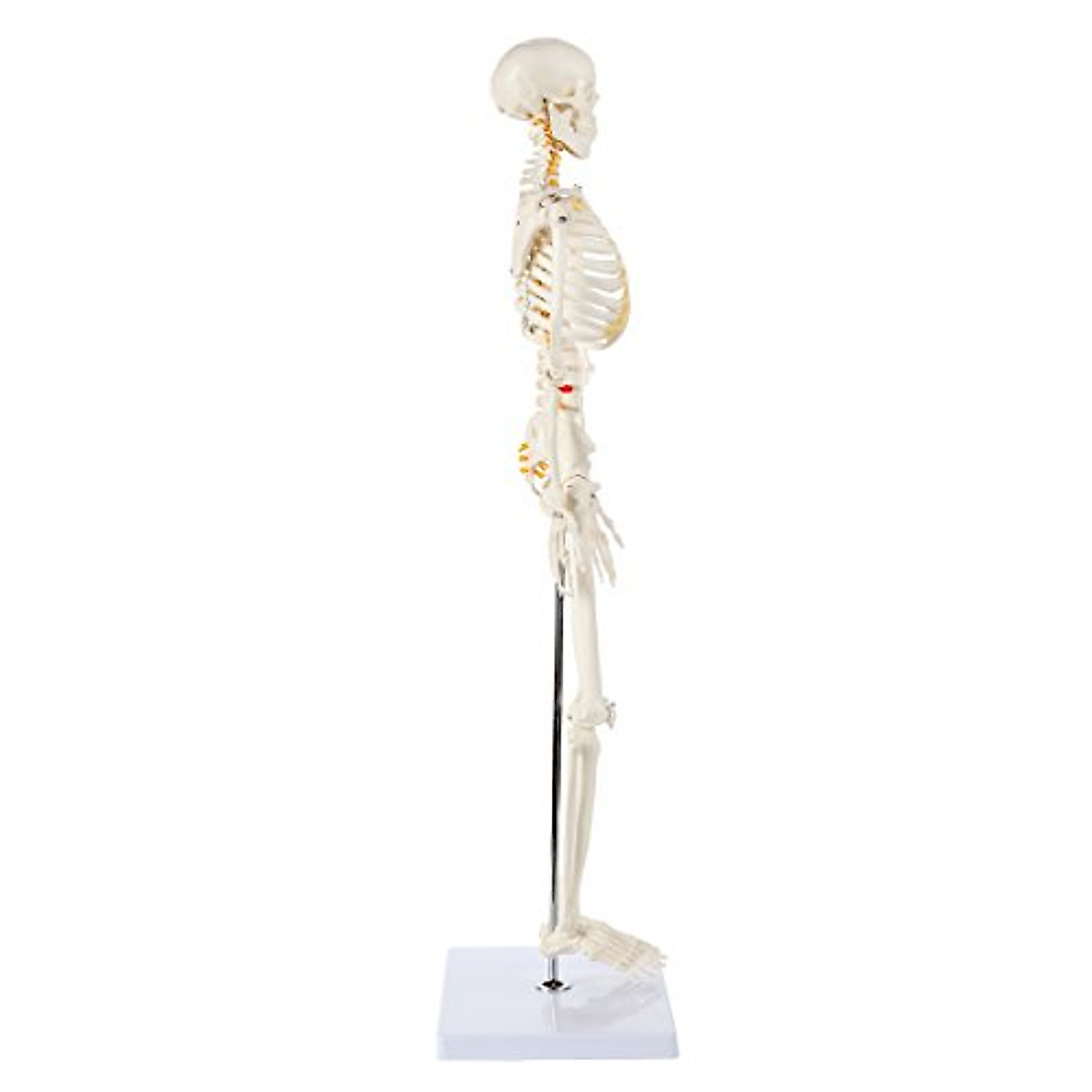 Axis Scientific Mini Human Skeleton Model with Metal Stand, 31" Tall with Removable Arms and Legs, Easy to Assemble, Includes Detailed Product Manual for Study