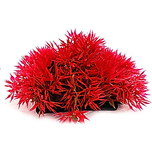 YuanHolumid Red Artificial Flowers, Fake Flowers, Artificial Pine with Base Grass Fish Tank Ornament Aquatic Plant Landscape Decor, Aquarium Décor, Pet Supplies