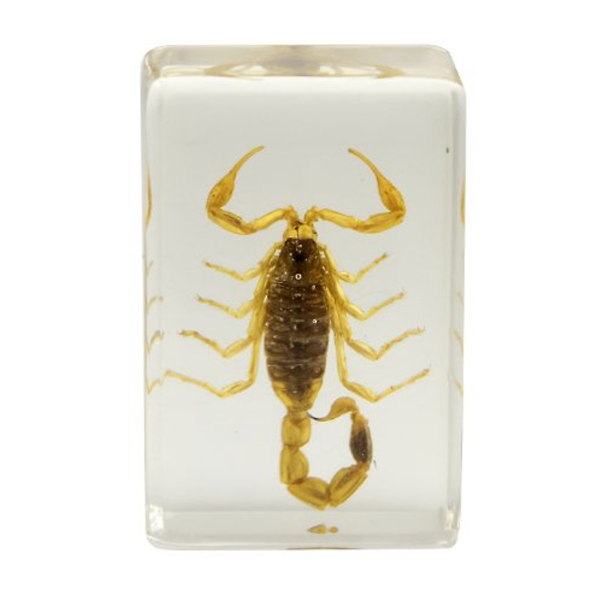 Celestron 44407 3D Bug Specimen Kit #1 (Black, Brown, Yellow)