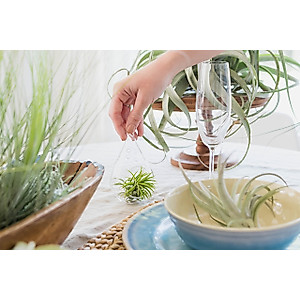 5 Pack Ionantha Air Plants Live Tillandsia Succulent Air Plant - Available in Wholesale and Bulk - Home and Garden Decor - Easy Care Indoor and Outdoor Plants Holders