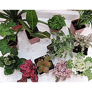 Terrarium & Fairy Garden Plants -3 Plants in 2.5" pots unique-jmbamboo