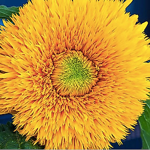 Teddy Bear - Fluffy, Giant Sunflower Seeds - 30 Seeds - Up to 7' Tall