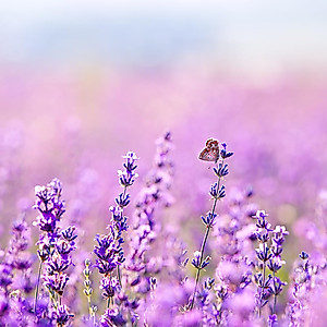 Earthborn Elements Lavender Epsom Salt, Infused with Essential Oil, Always Pure (1 Gallon)