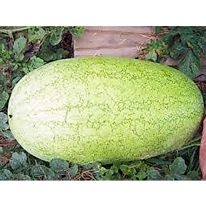Charleston Grey Watermelon Seeds for Planting, 30+ Heirloom Seeds Per Packet, (Isla's Garden Seeds), Non GMO Seeds, Botanical Name: Citrullus lanatus, Great Home Garden Gift