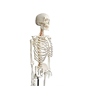 Wellden Medical Anatomical Human Skeleton Model, 170cm, Life Size, w/Nerves, Vertebral Arteries, Stand Included