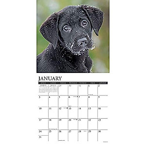 Just Black Lab Puppies 2021 Wall Calendar (Dog Breed Calendar)