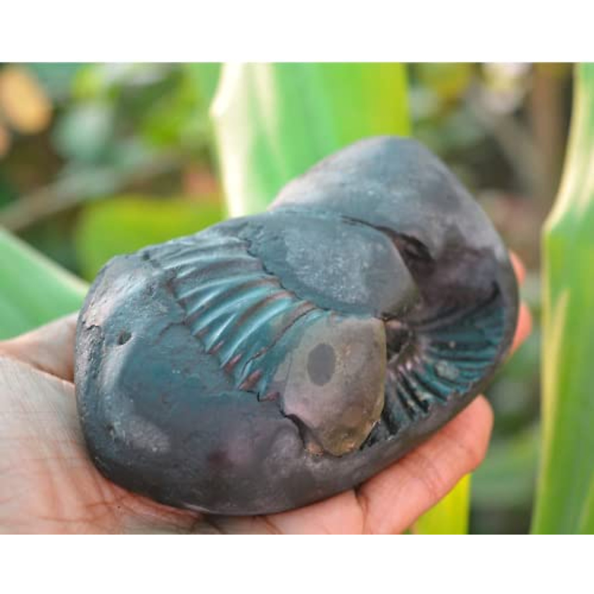 2.25"X4"Shri Laxmi Narayan Shaligram, Rare & Special One Piece, Religious Gifts, Saligram Stone - Gandaki River -I-6051